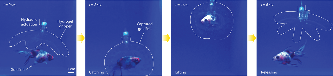 The Future of Robotics: MIT's Hydrogel Claw Robot fxis.ai