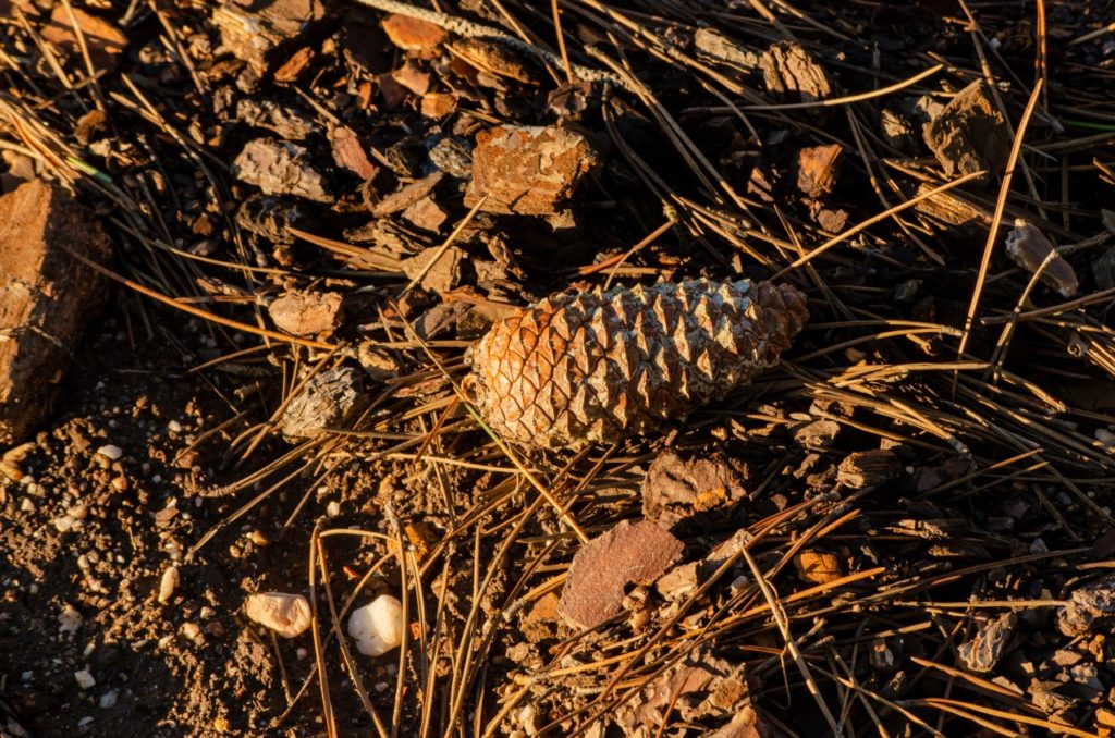 Pinecone's Bold Leap: A $100M Investment in the Future of Vector Databases fxis.ai